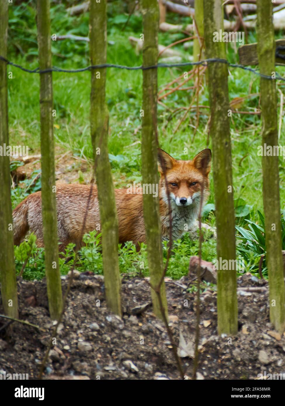 A london fox in the undergrowth in the Russia Dock Woodland, watchful ...