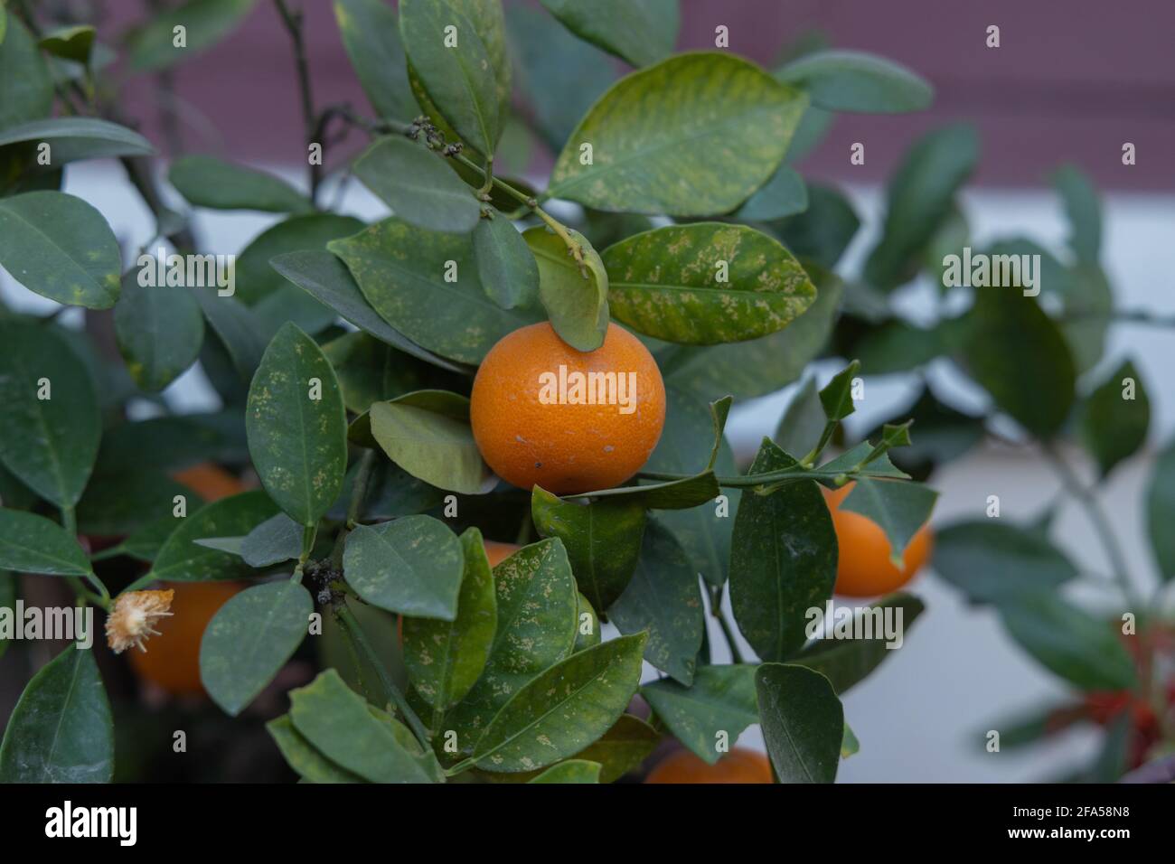 Fruit hanging on tree hi-res stock photography and images - Alamy