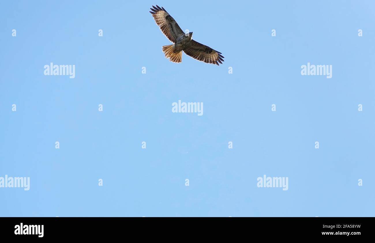Low angle shot of a beautiful buzzard flying across the clear sky Stock ...