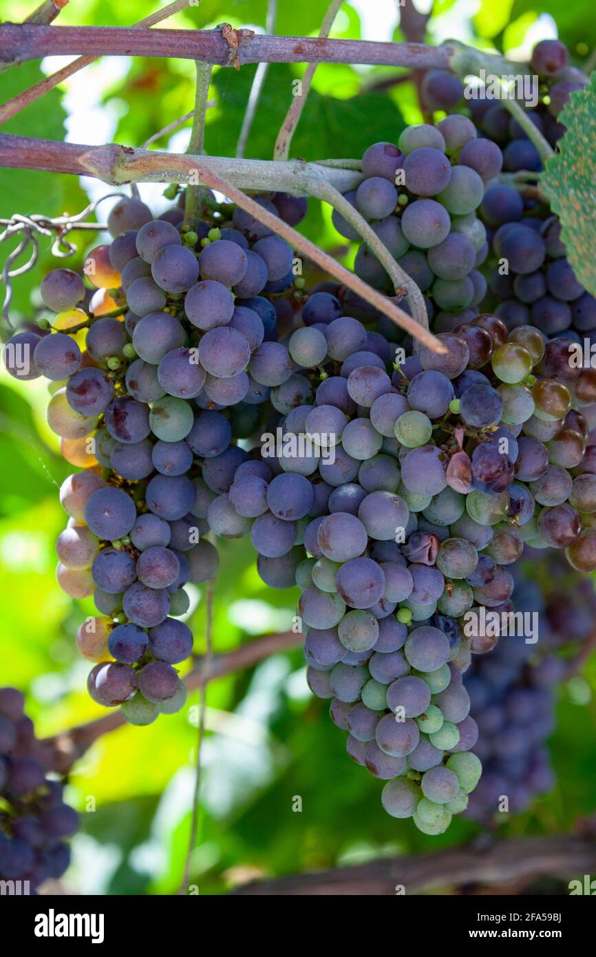 Wine production - grapes on the vine in a vineyard on the Portuguese ...