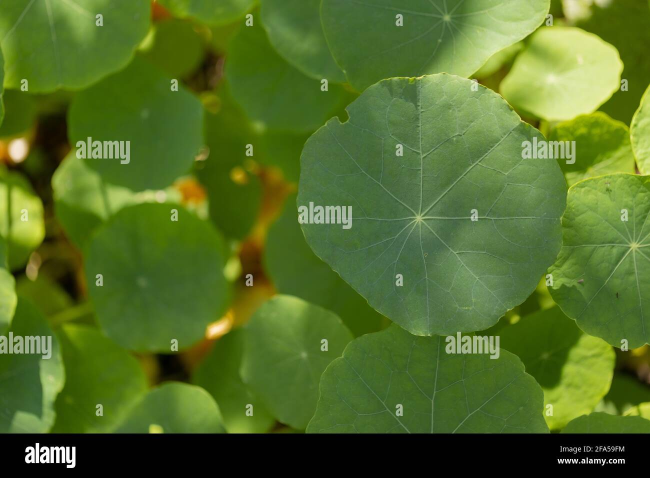 Green round leaves in a garden with a pattern Stock Photo - Alamy