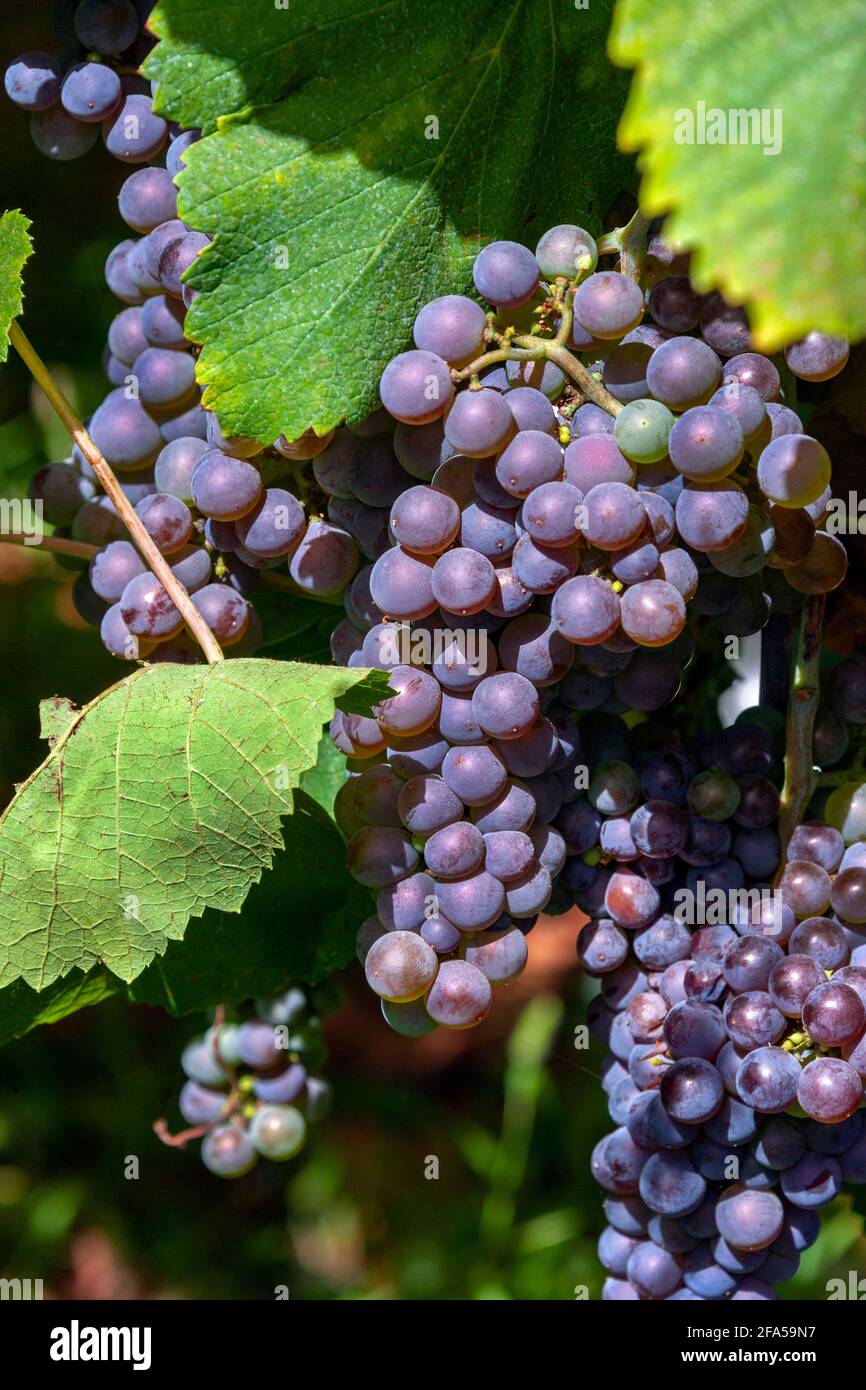 Wine production - grapes on the vine in a vineyard on the Portuguese ...