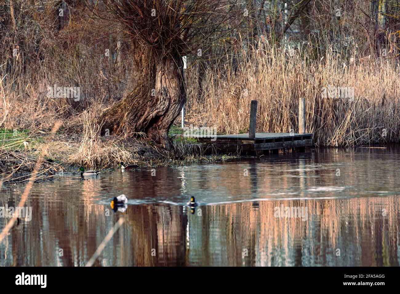 Dried water reed hi-res stock photography and images - Alamy