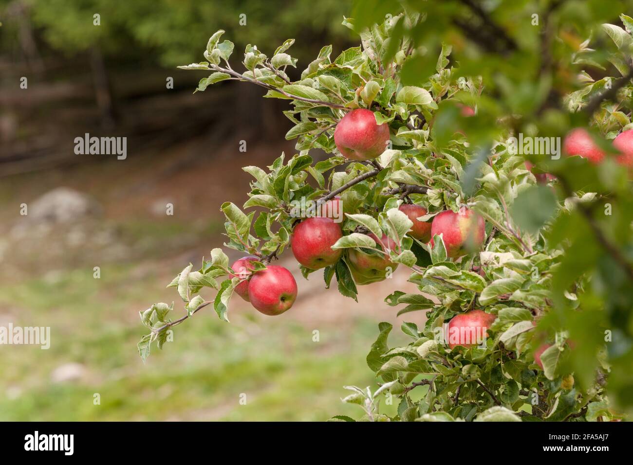 Red apple tree with lots of fruits on it Stock Photo - Alamy