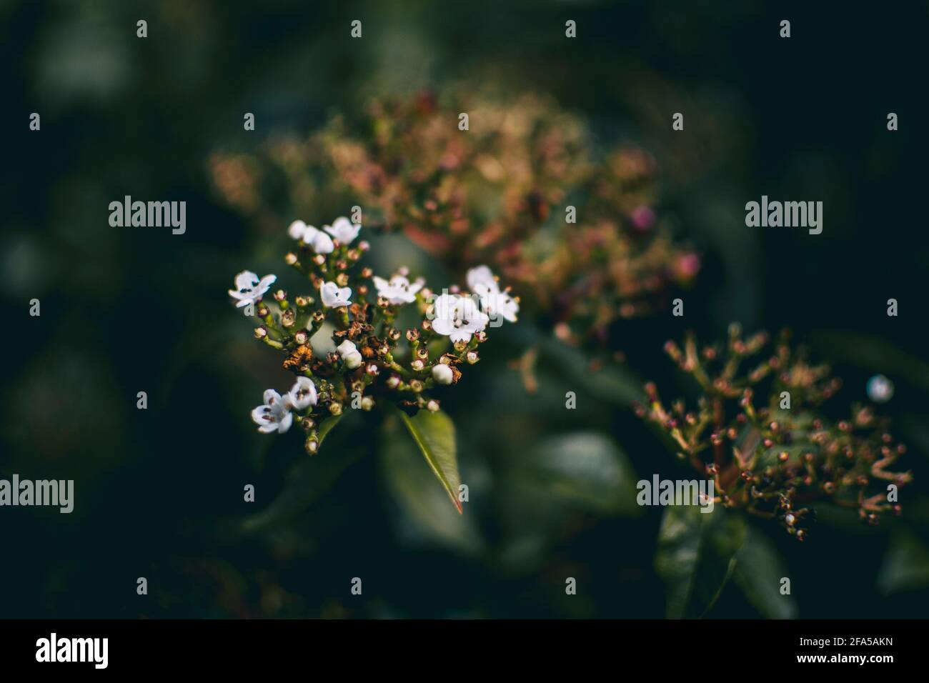 Inflorescence of unopened flowers of viburnum tinus Stock Photo - Alamy