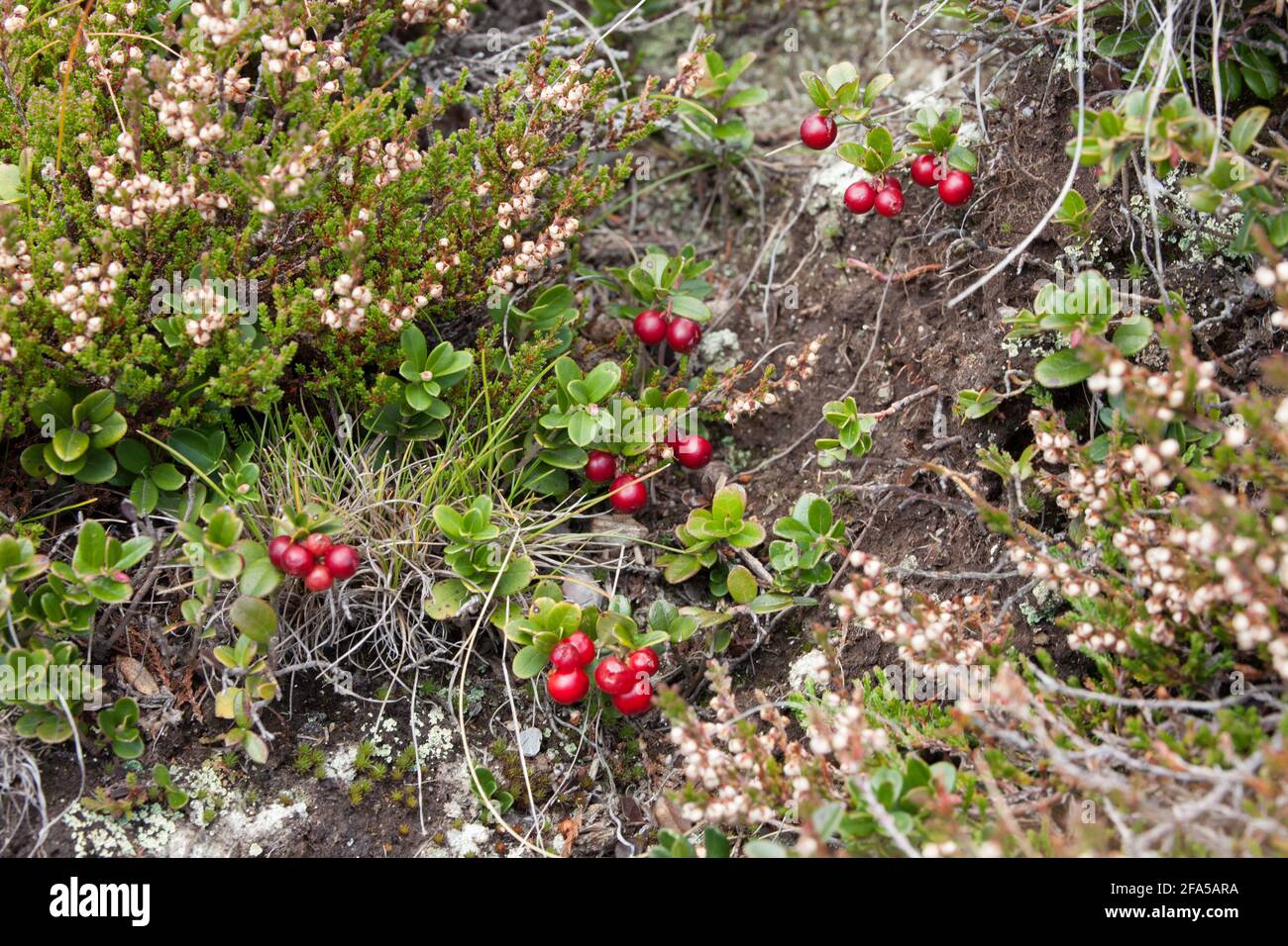 cranberry plant in natural alpine environment Stock Photo - Alamy
