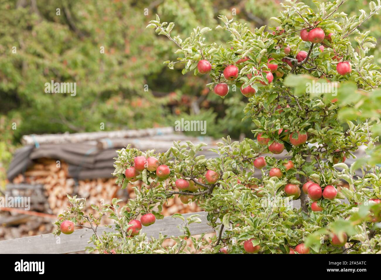 Red apple tree with lots of fruits on it Stock Photo - Alamy