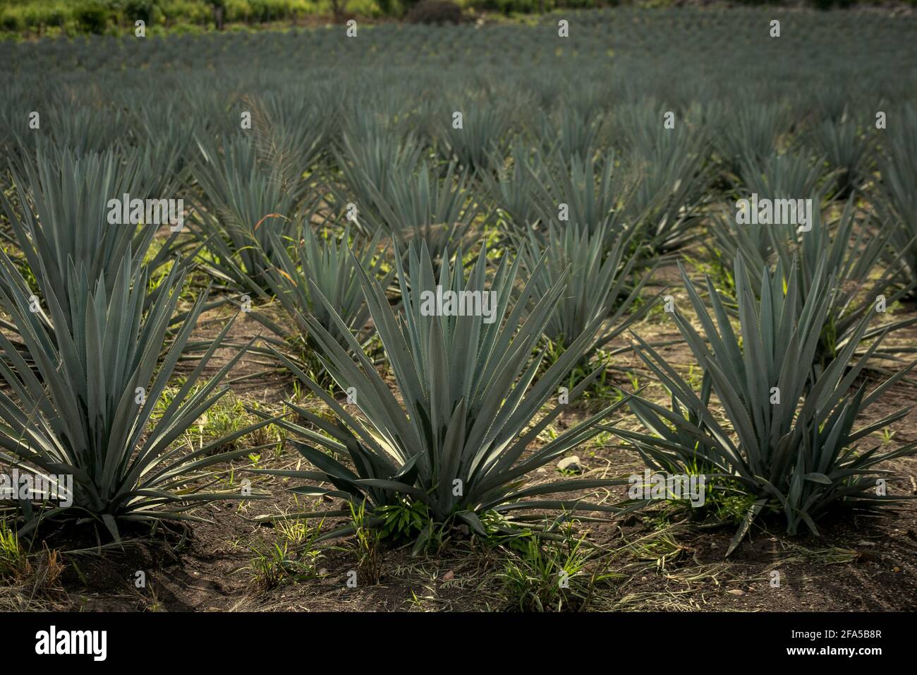 Closeup of the Agave Field under the sunlight in Tequila, Mexico with a ...