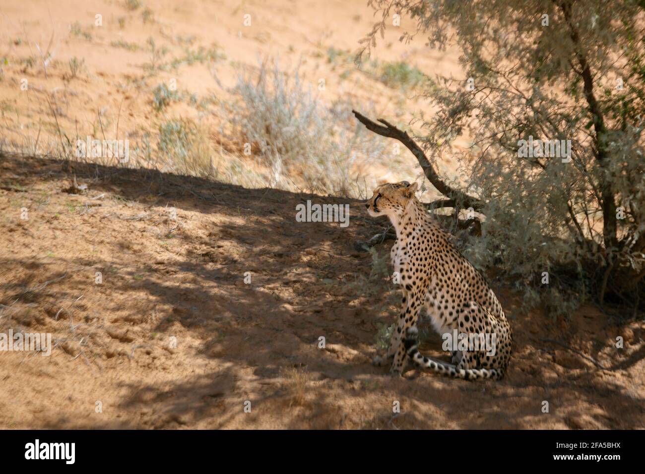 Cheetah in alert sitted in tree shadow in Kgalagari transfrontier park ...