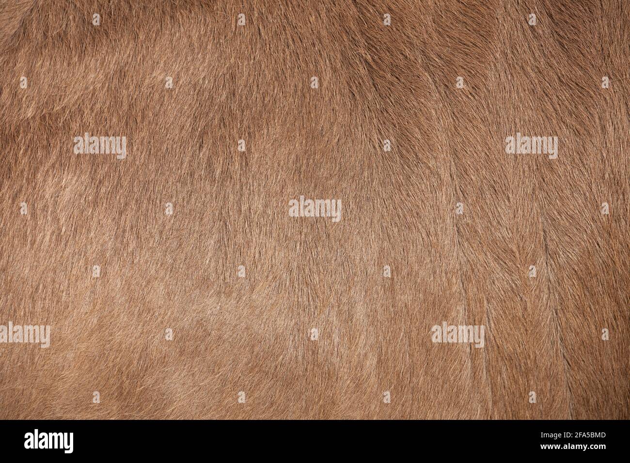brown body texture from a bovine Stock Photo - Alamy