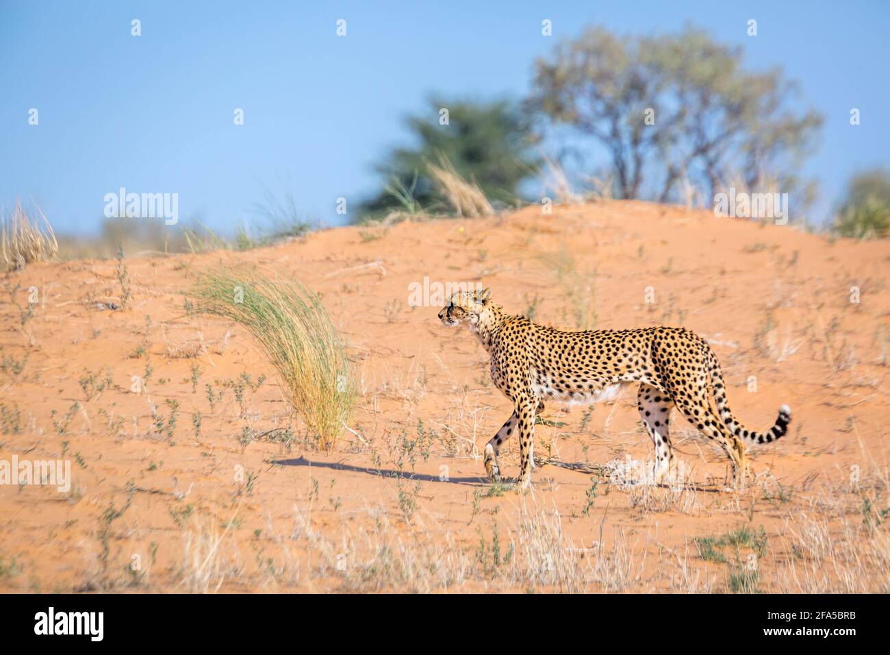 Cheetah walking side view in sand dune in Kgalagadi transfrontier park ...