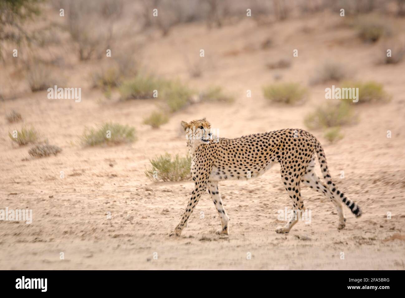 Cheetah walking side view in dry land in Kgalagadi transfrontier park ...