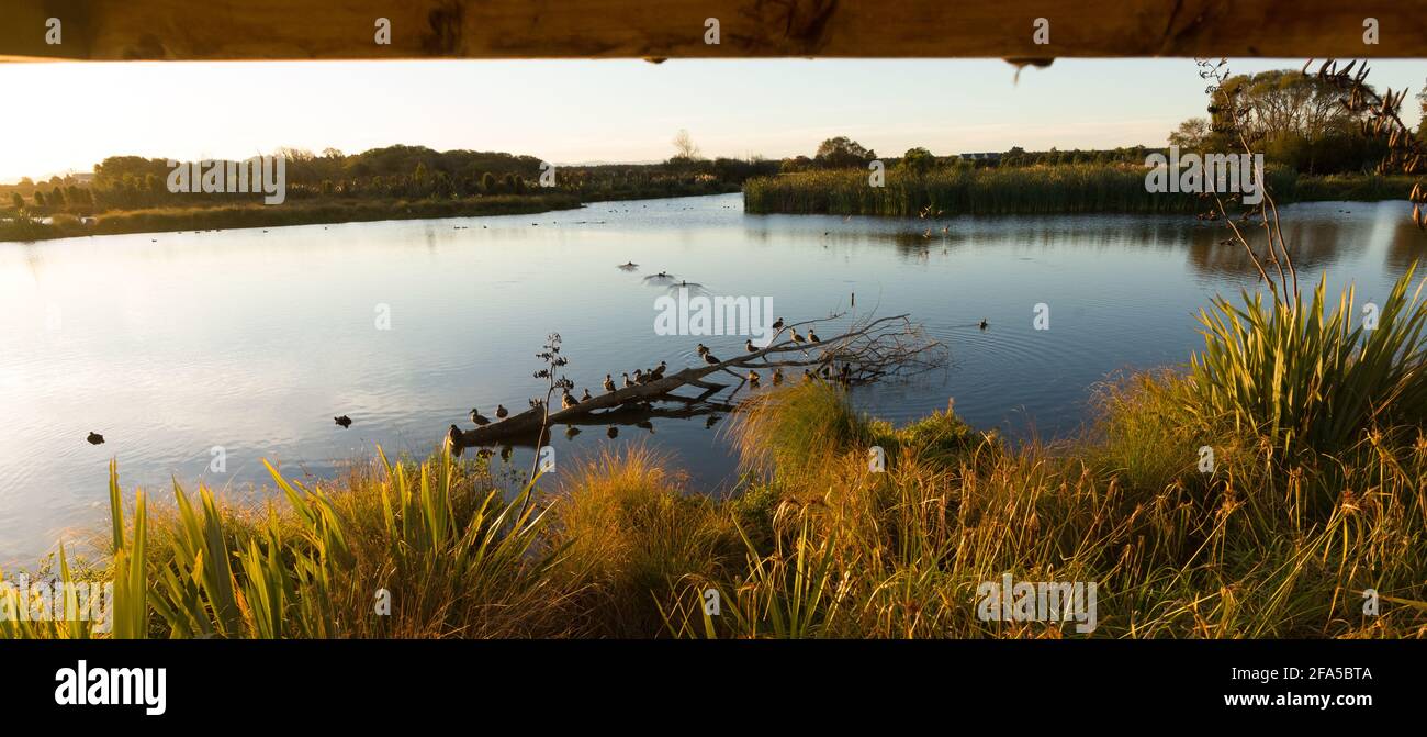 Travis wetland hi-res stock photography and images - Alamy