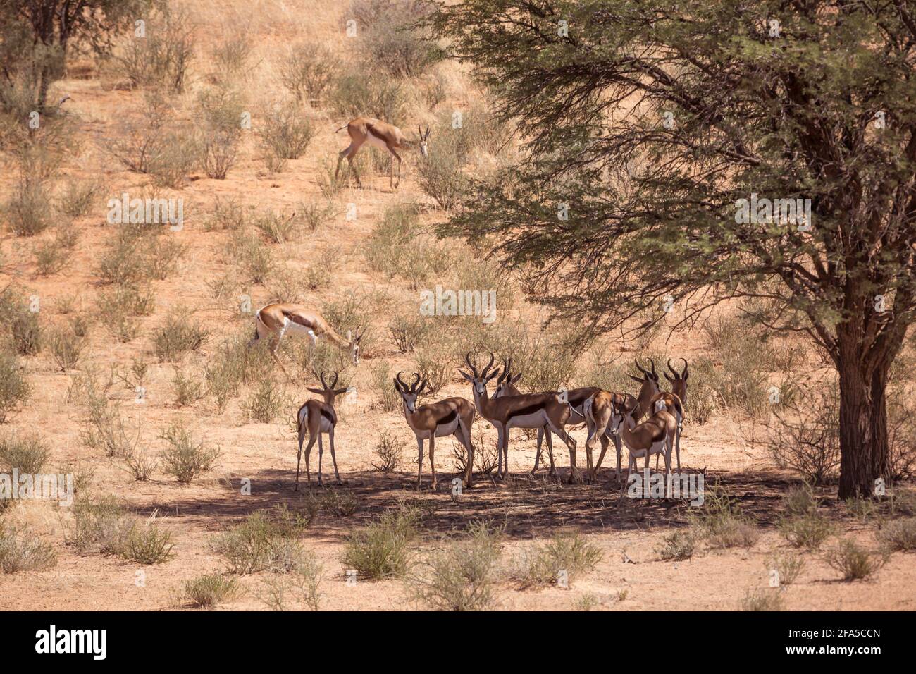 Kgalagari transfrontier park hi-res stock photography and images - Alamy
