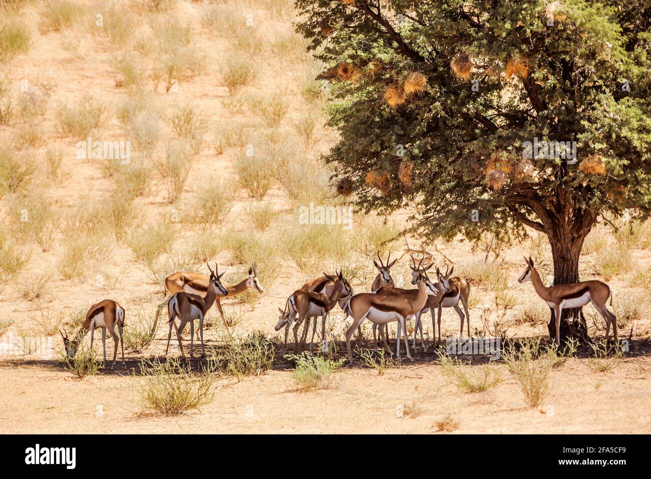 Small group of Springbok standing in tree shadow in Kgalagari ...