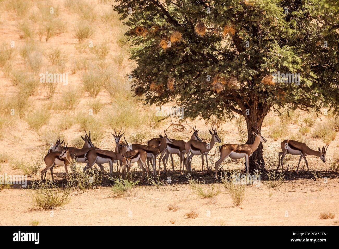 Small group of Springbok standing in tree shadow in Kgalagari ...