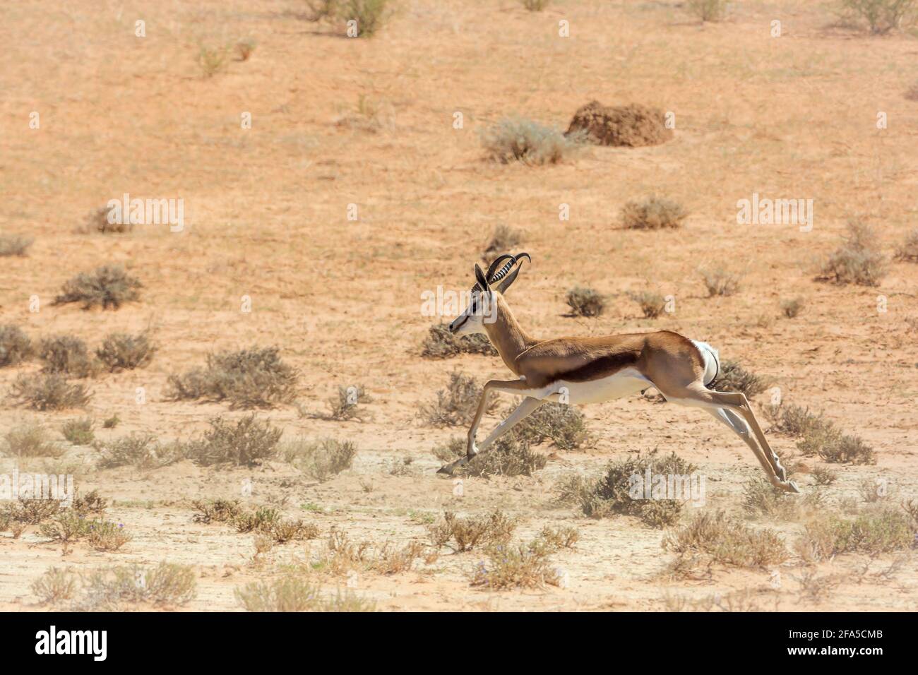 Springbok in Kgalagari transfrontier park, South Africa ; specie ...