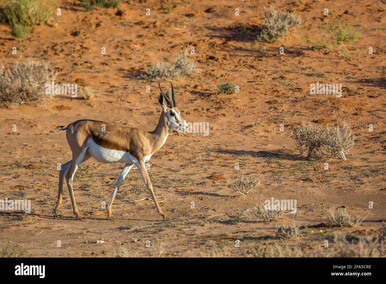 Springbok walking in dry land in Kgalagari transfrontier park, South ...