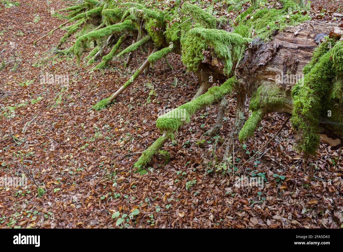 green moss over an old pine tree inside the forest Stock Photo - Alamy
