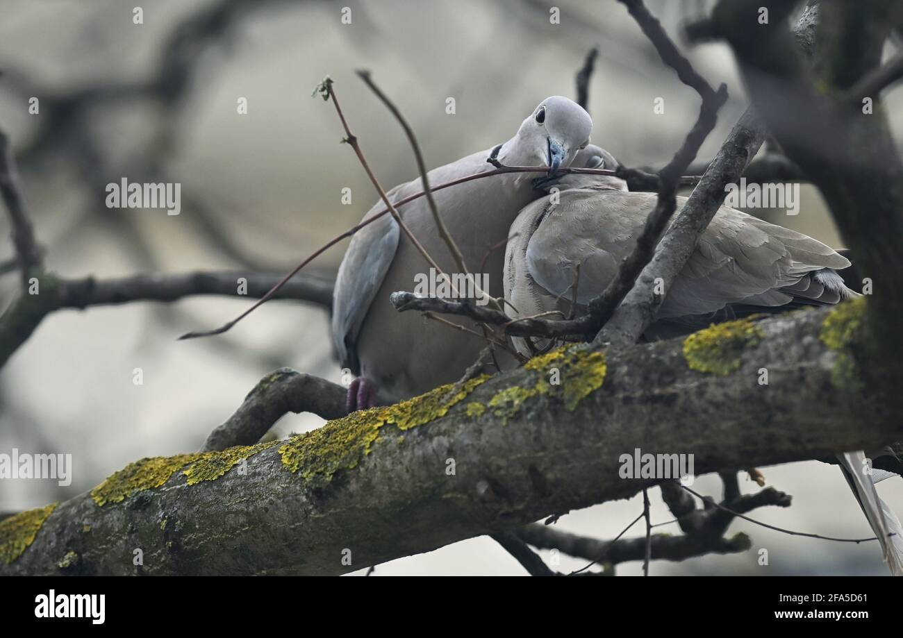Young dove hi-res stock photography and images - Alamy