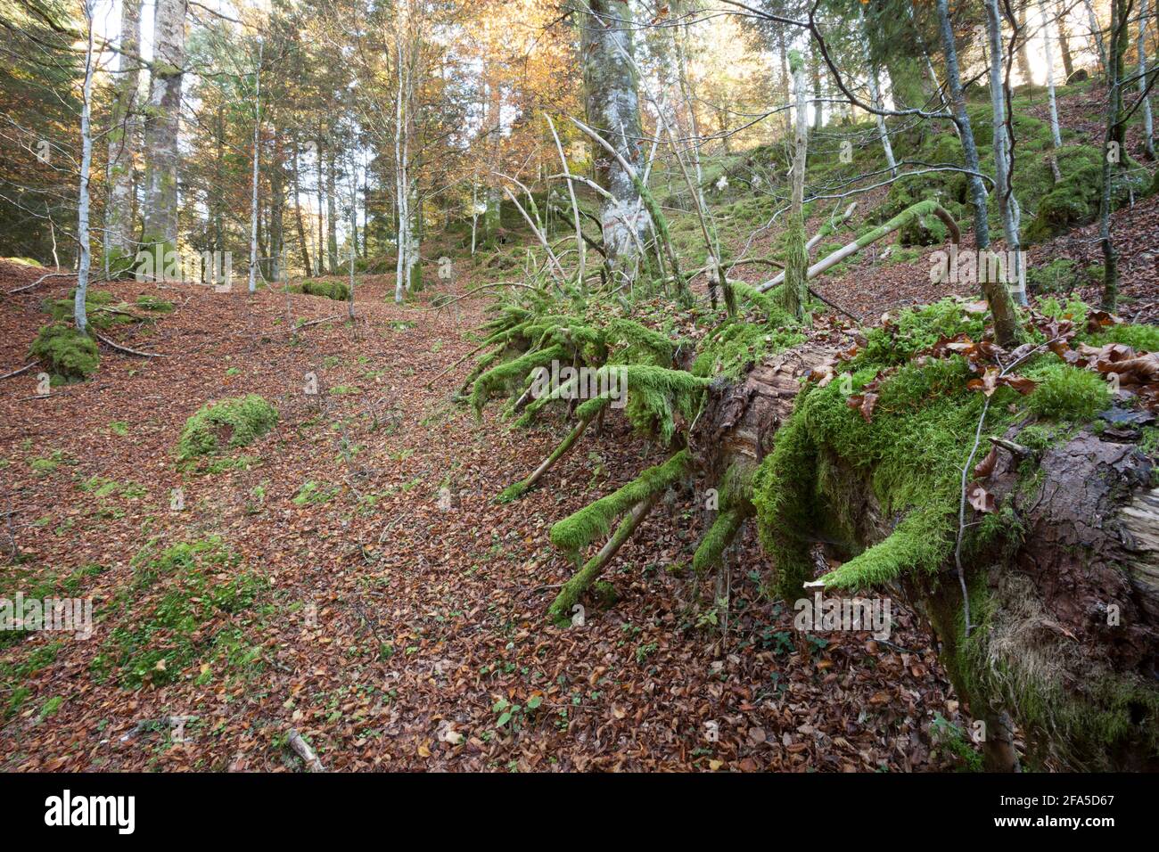 green moss over an old pine tree inside the forest Stock Photo - Alamy