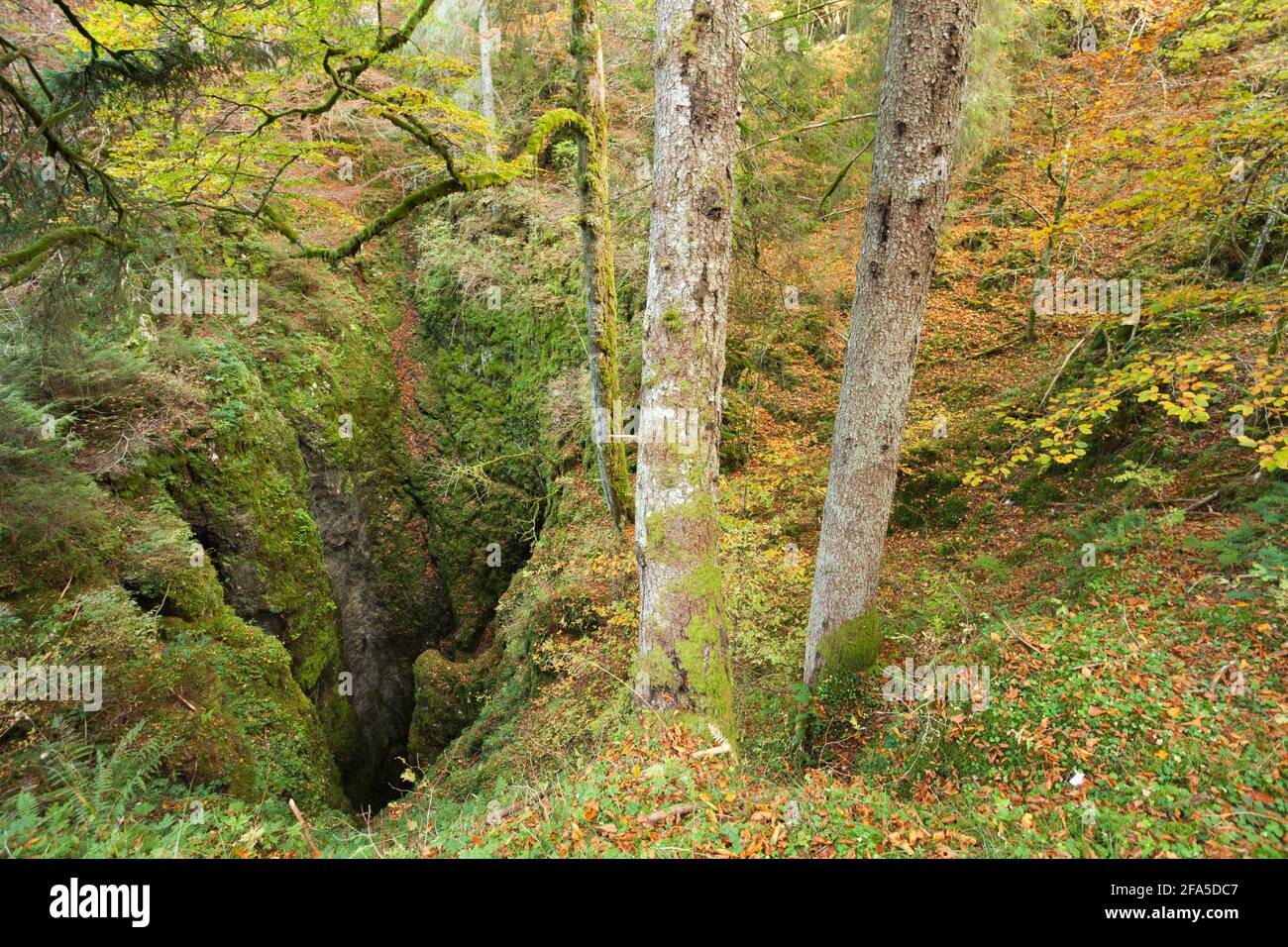 a big sinkhole inside the forest Stock Photo - Alamy