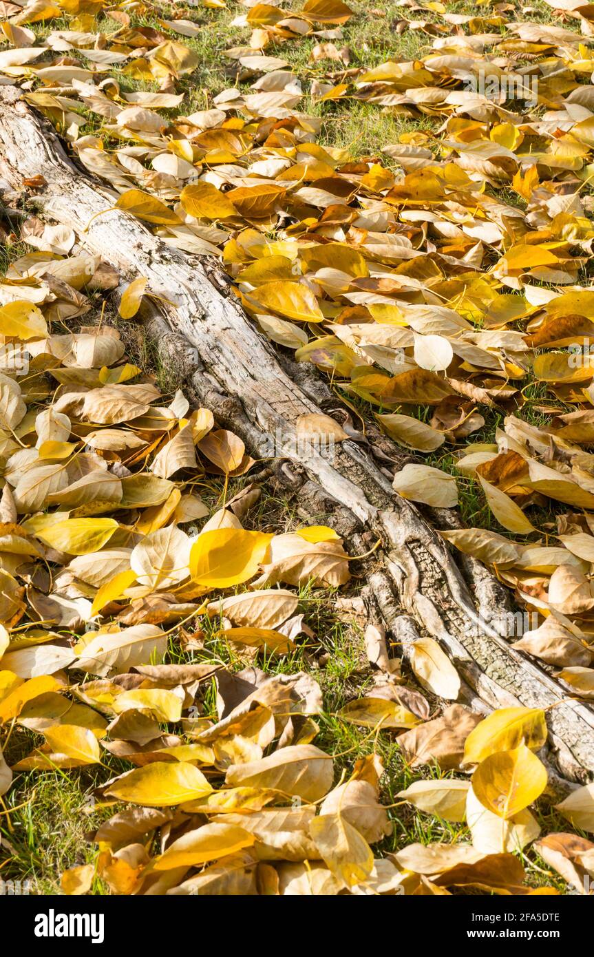 Tree root and fallen leaves Stock Photo - Alamy