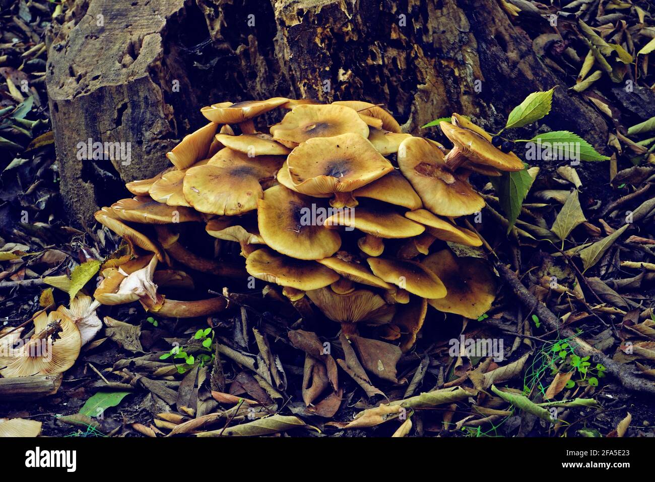 Close up log cuts hi-res stock photography and images - Alamy