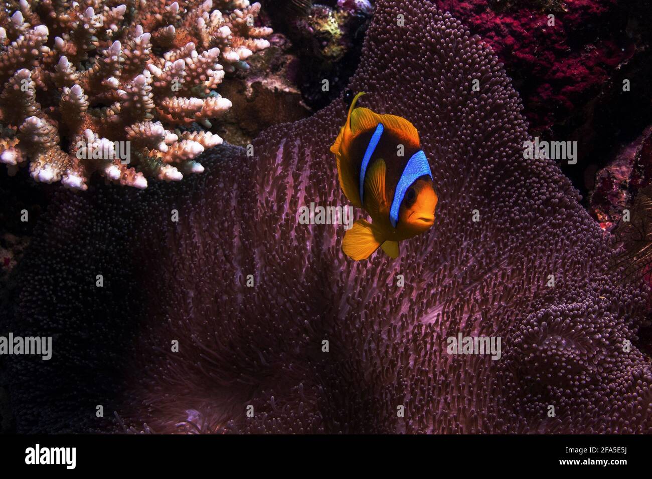 King abdullah university of science hi-res stock photography and images ...