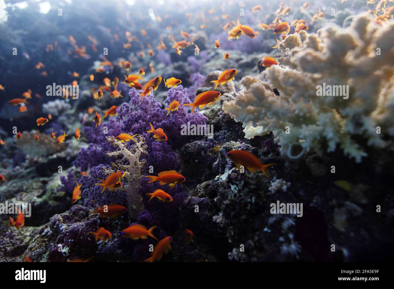Red sea coral reef saudi hi-res stock photography and images - Alamy