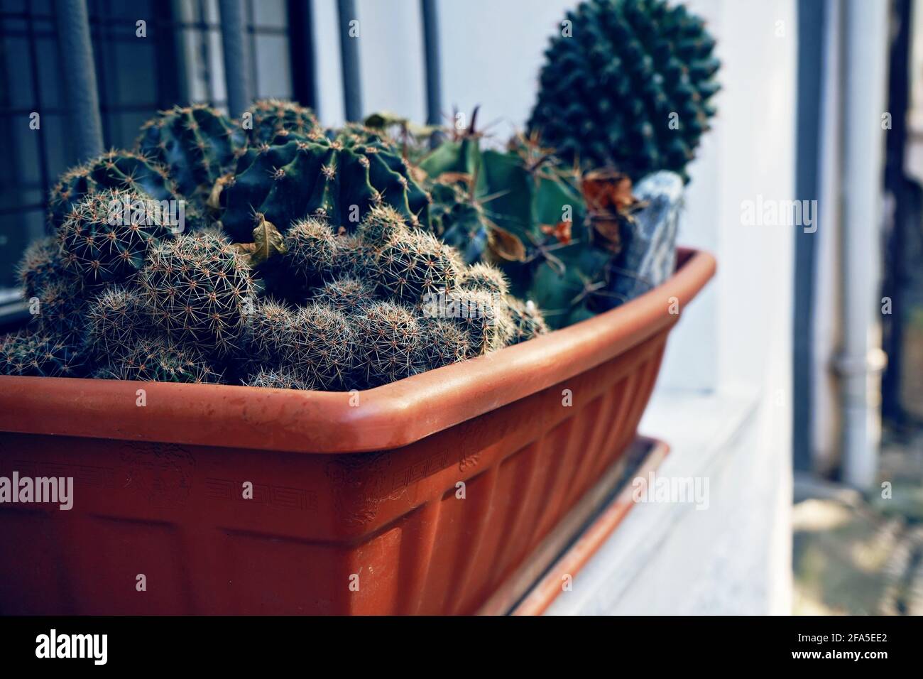 Big round cactus hi-res stock photography and images - Alamy
