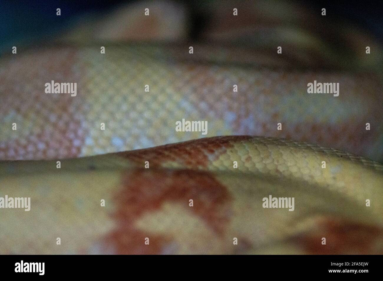 Albino snake boa constrictor hi-res stock photography and images - Alamy
