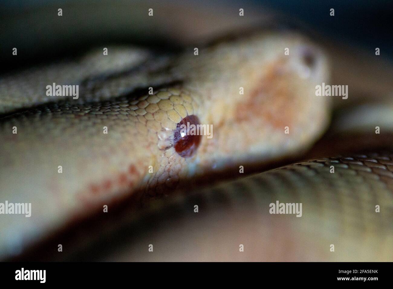 Head albino boa constrictor hi-res stock photography and images - Alamy