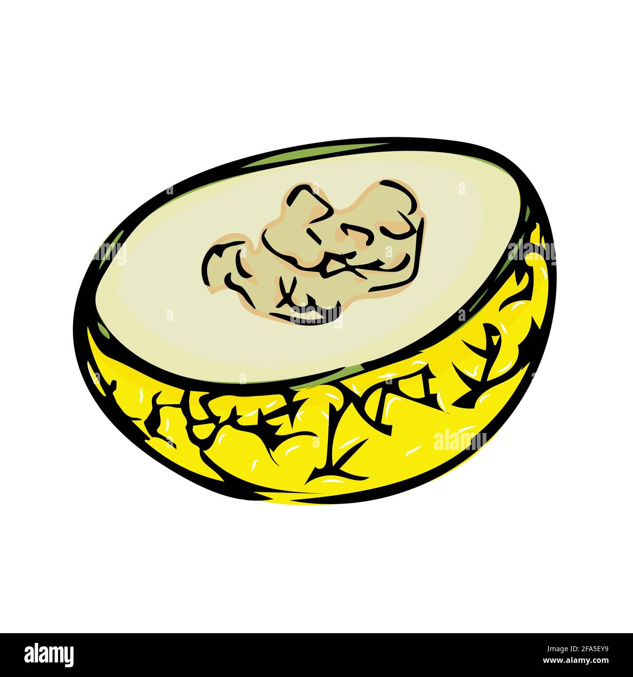 Hand drawn melon illustration isolated on white background Stock Vector ...