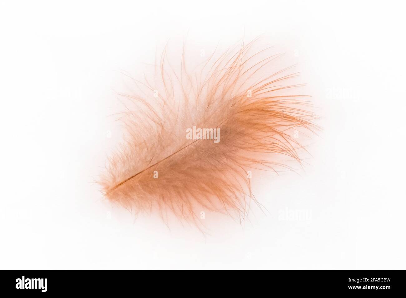 Small fluffy brown soft chicken feather on a white background, isolated ...