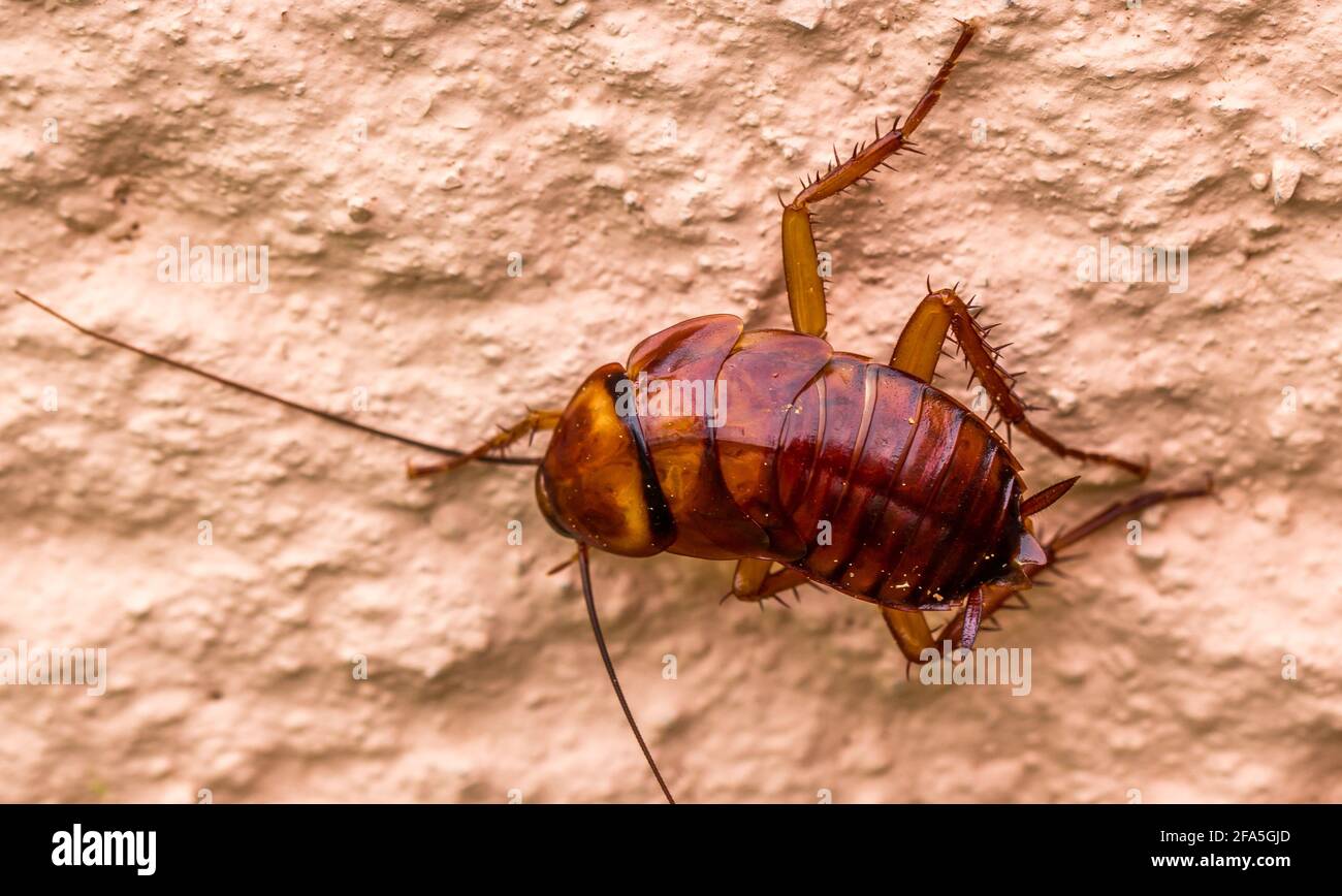 Most common cockroach hi-res stock photography and images - Alamy