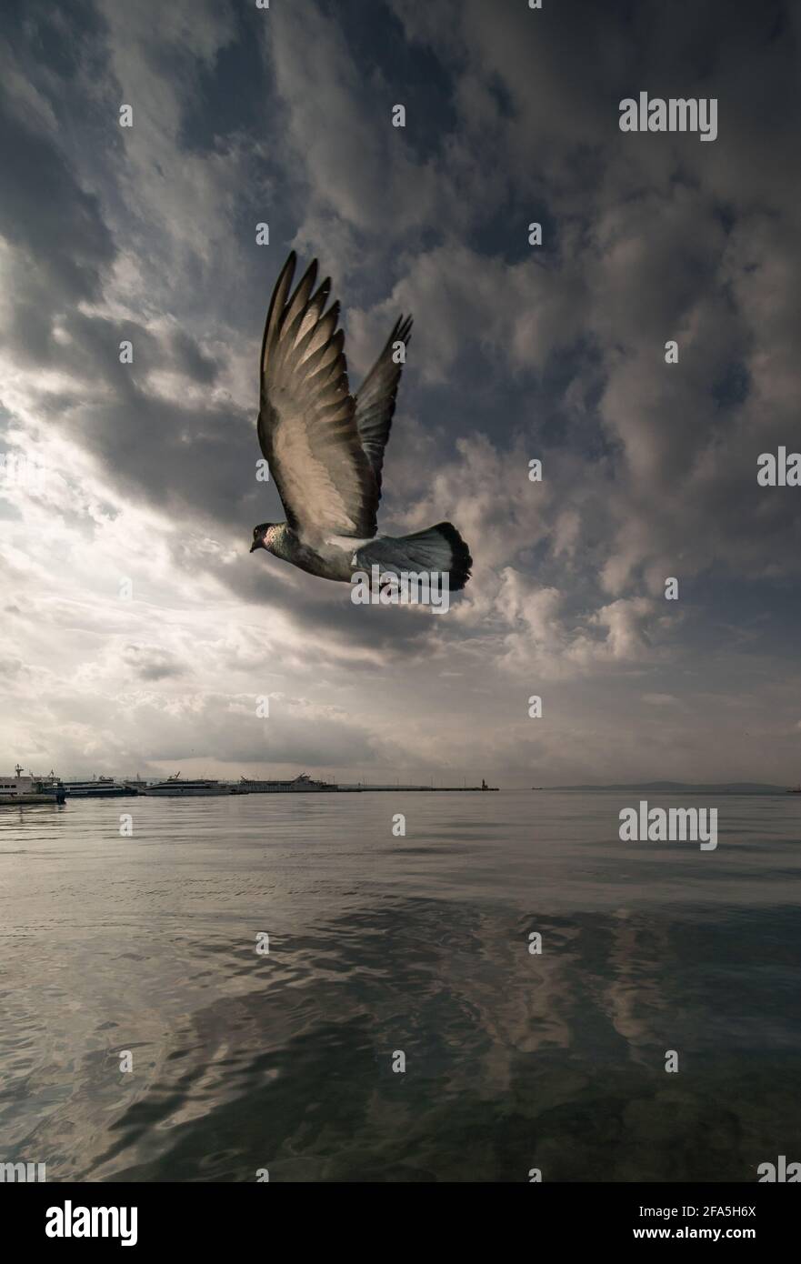 Side view flying dove hi-res stock photography and images - Alamy