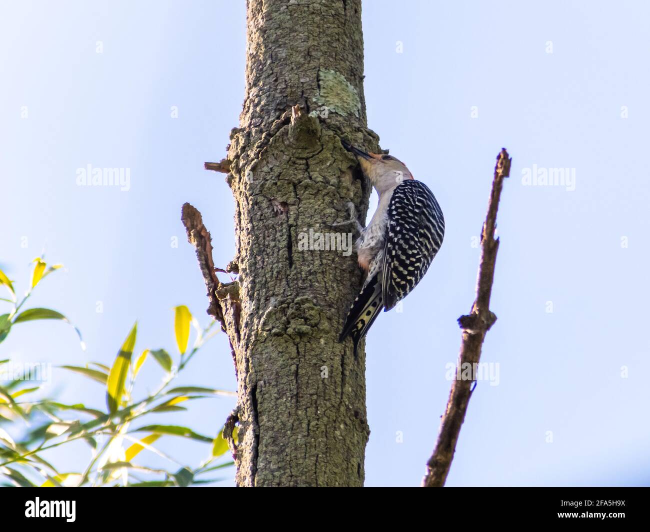 Woodpecker on a tree Stock Photo - Alamy