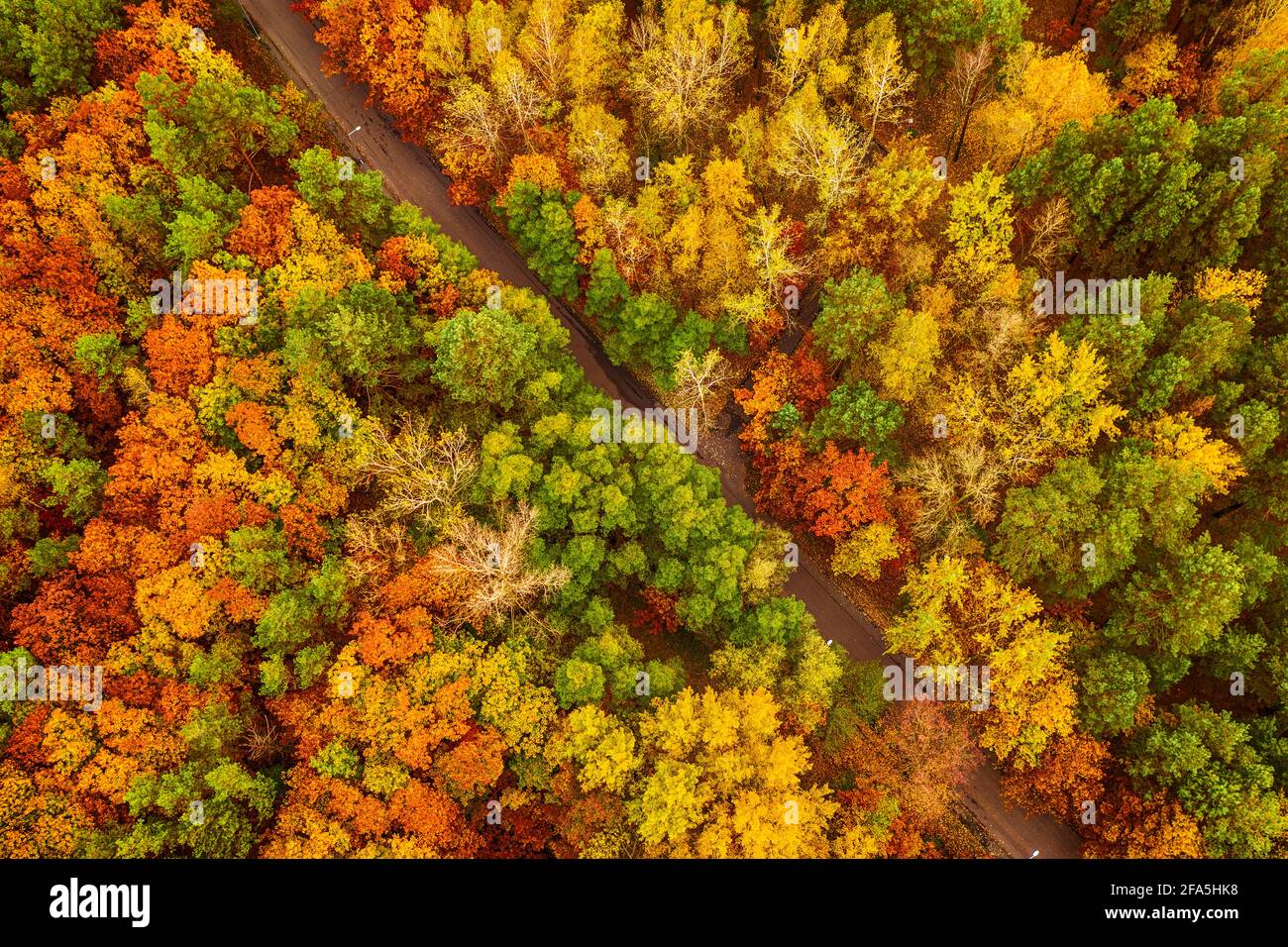An autumn forest hi-res stock photography and images - Alamy