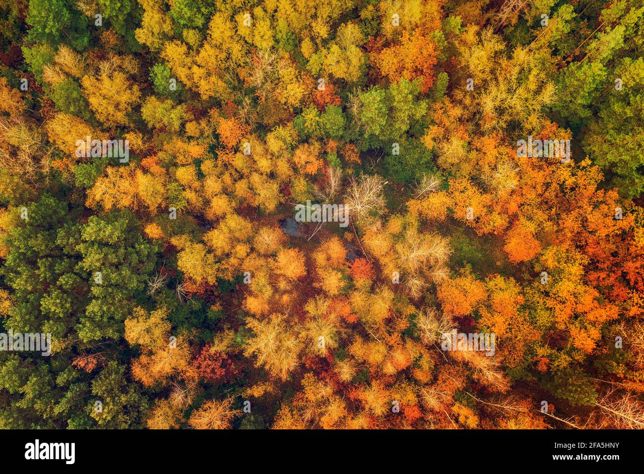 Autumn forest from above Stock Photo - Alamy