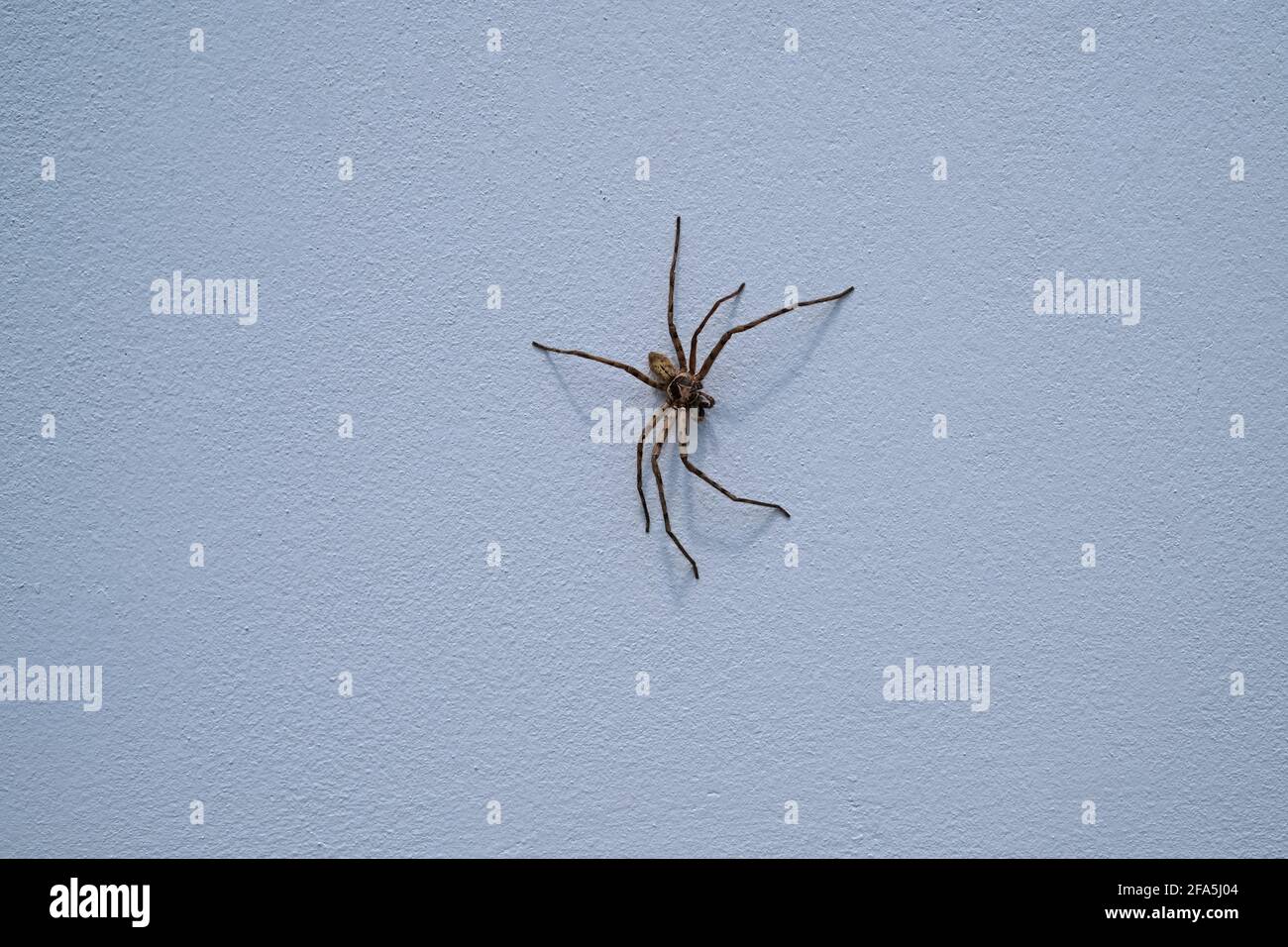 Big spider on the wall Stock Photo - Alamy