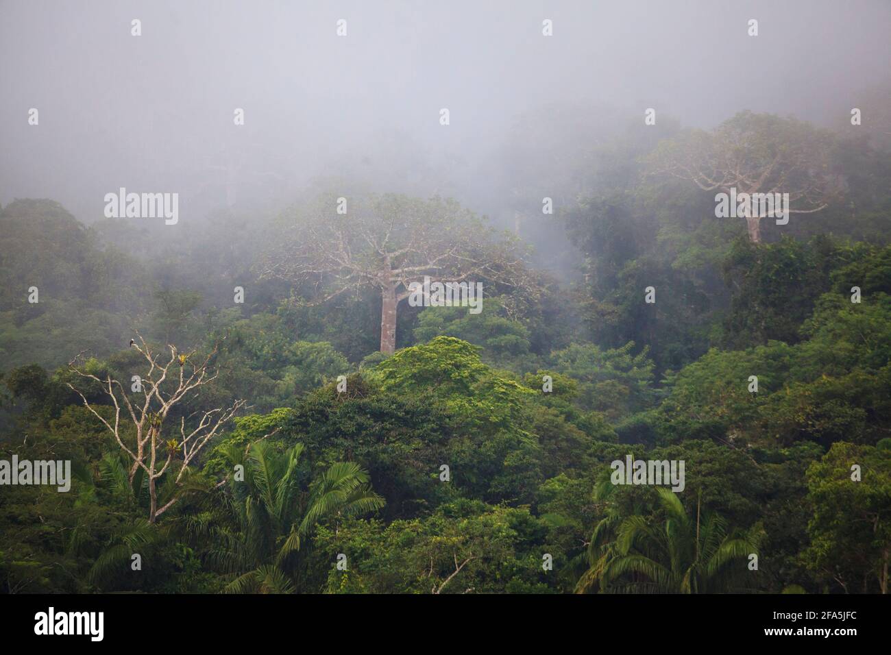 Panama landscape with misty rainforest in early morning light in ...