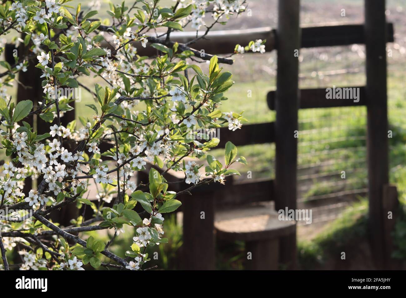 Springtime contrast hi-res stock photography and images - Alamy