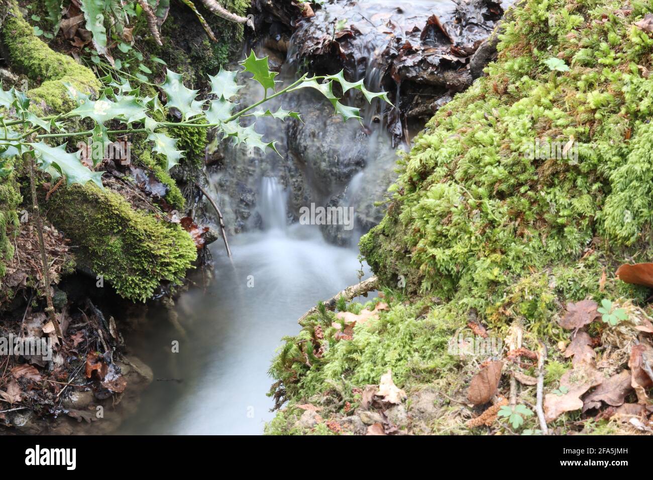 Woodland discovery hi-res stock photography and images - Alamy