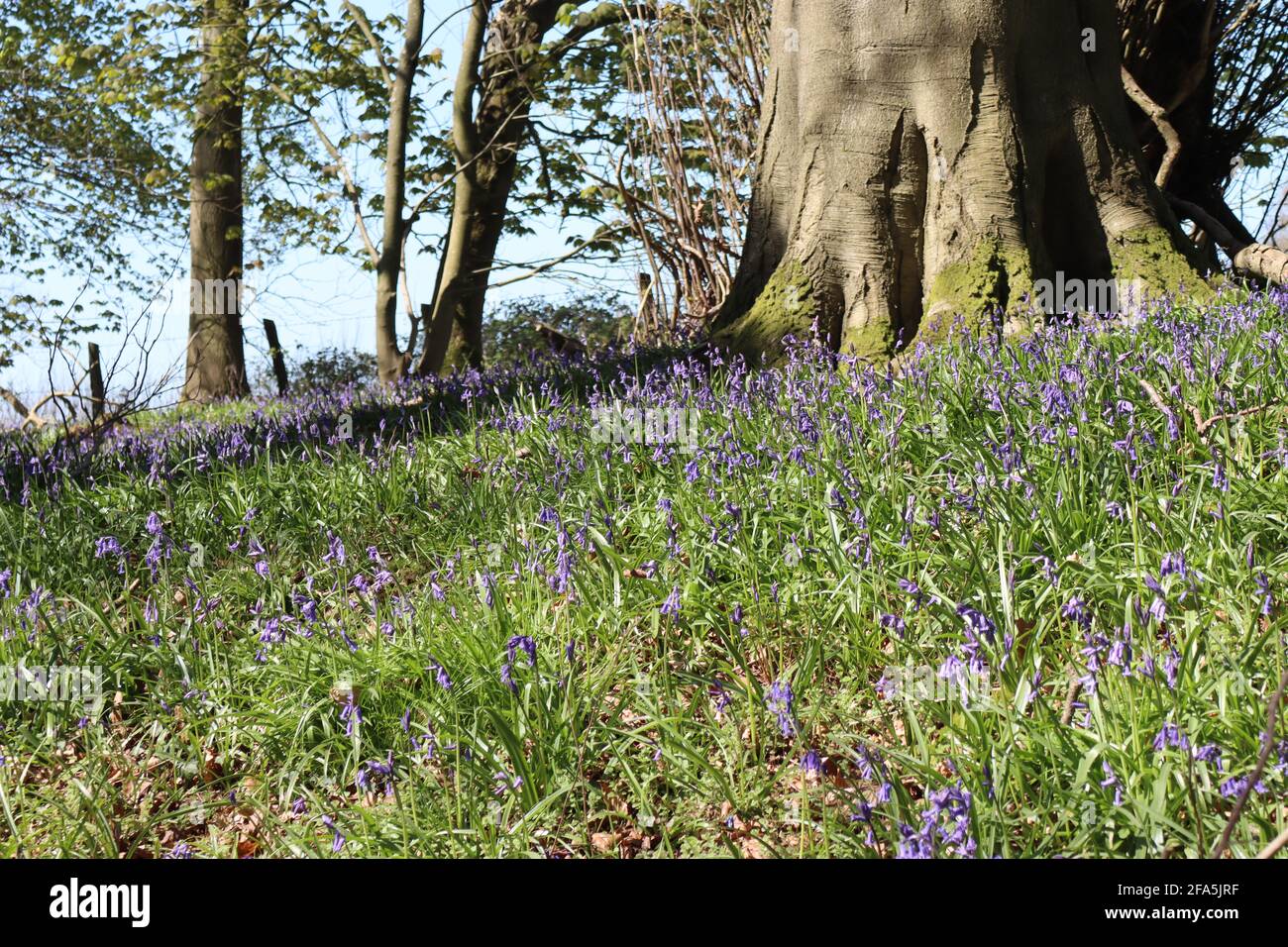 Springtime contrast hi-res stock photography and images - Alamy