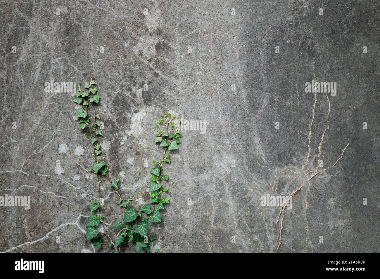 Hedera Green Trailing Ivy on cement background opposit weathered ...