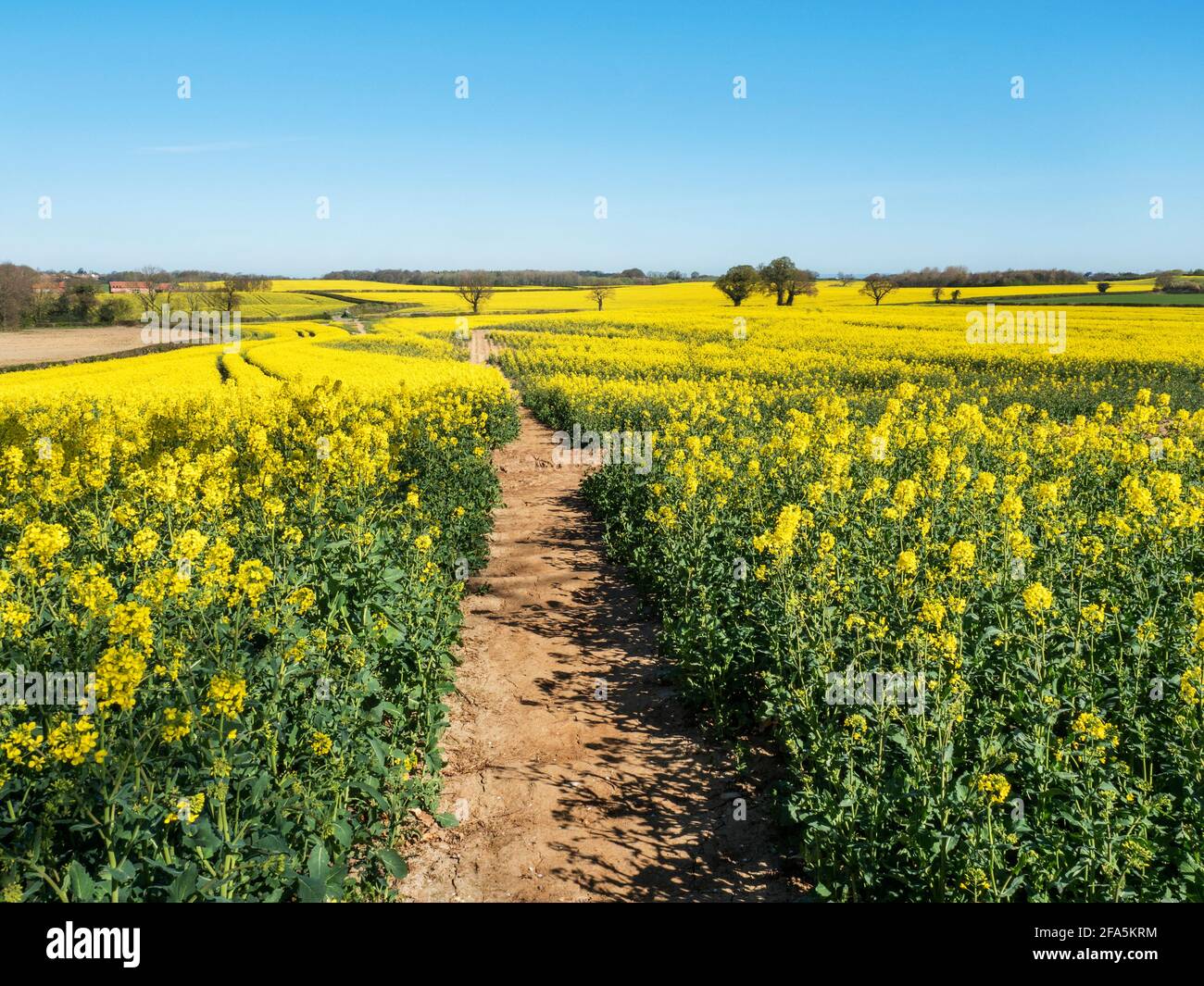 Path through yellow flowers of a rapeseed crop in a field near ...