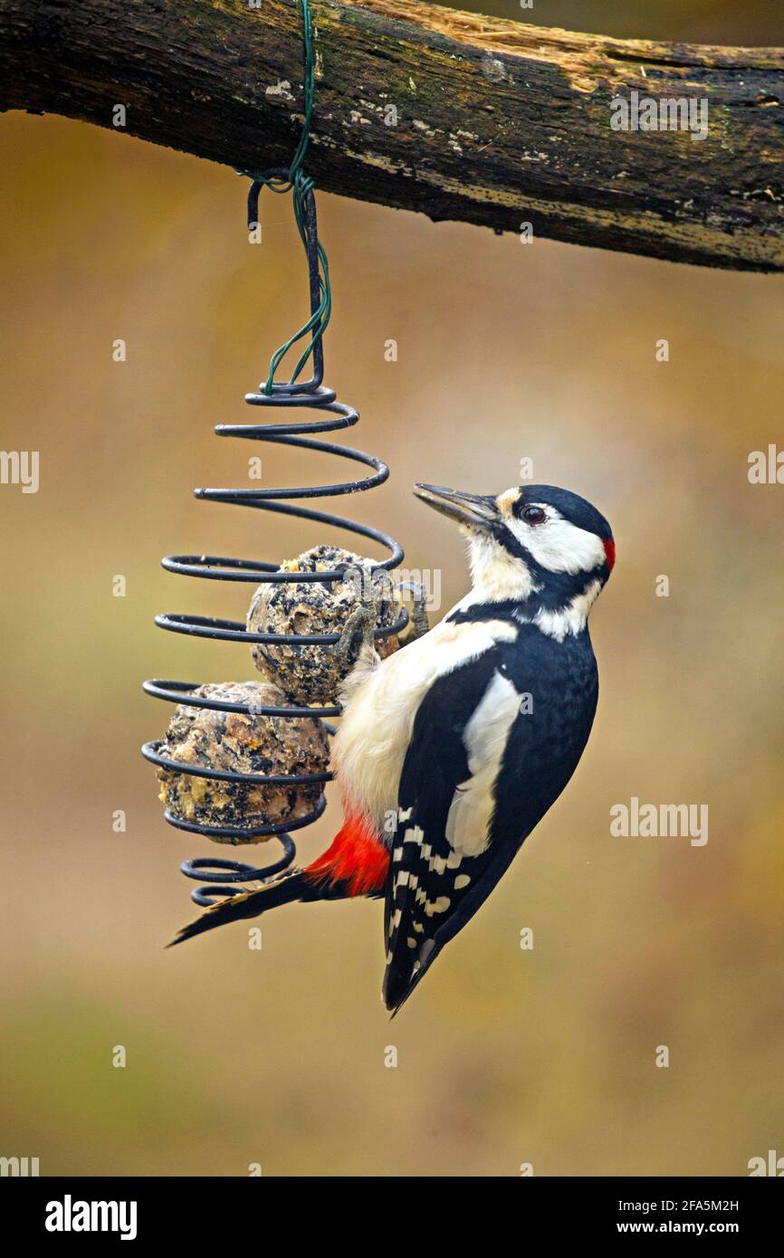Great Spotted Woodpecker (Dendrocopos major) Photo: Bengt Ekman / TT ...