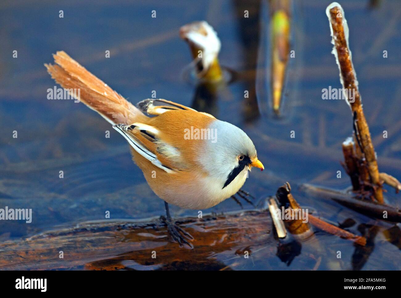 Bearded Tit, male (Panurus biarmicus) Photo: Bengt Ekman / TT / code ...