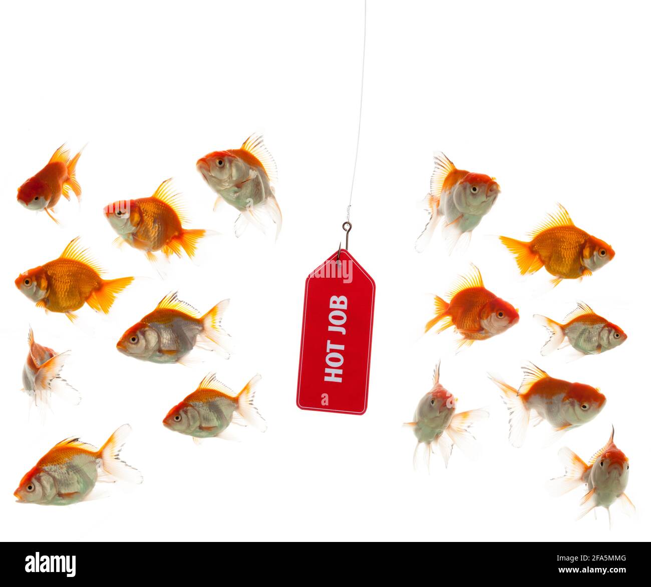 Sensing fish hi-res stock photography and images - Alamy